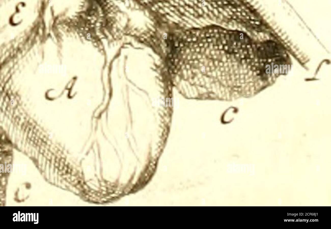 . Opuscula sua anatomica : de respiratione, de monstris. E5a>LICATI0 ...