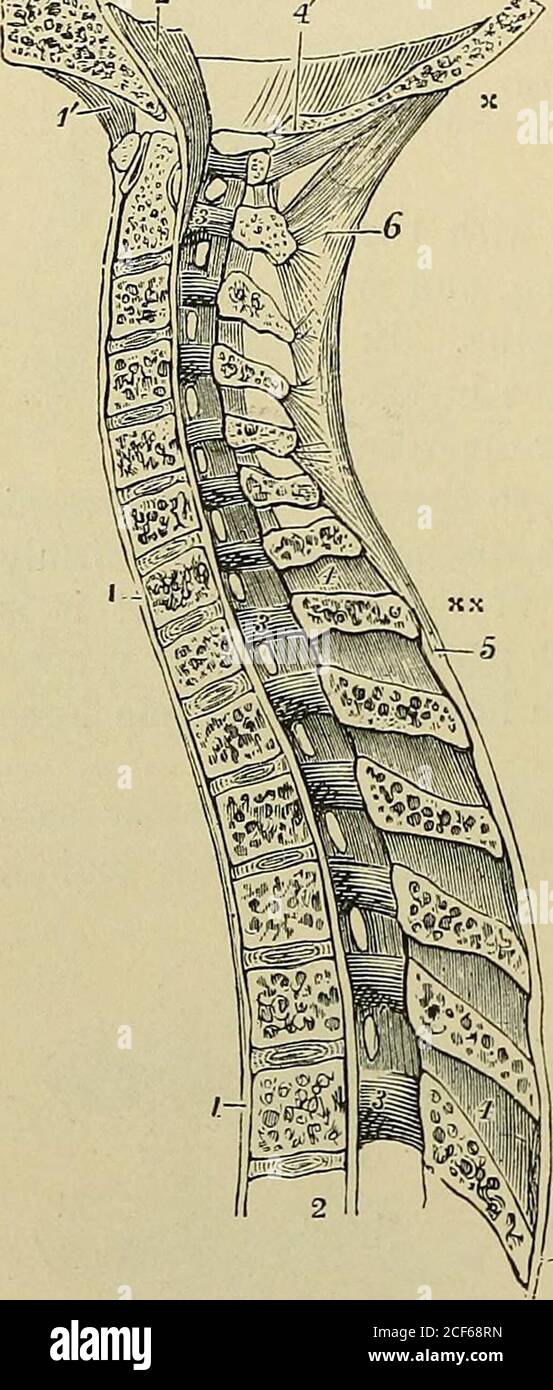 . Quain's Elements of anatomy. s extending between thetransverse ...