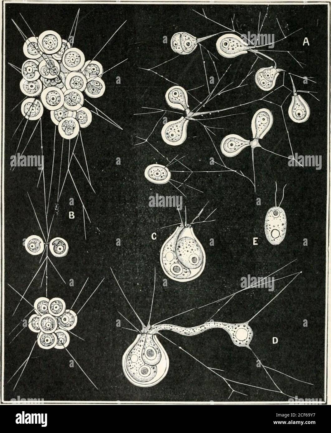 Oviformis hi-res stock photography and images - Alamy