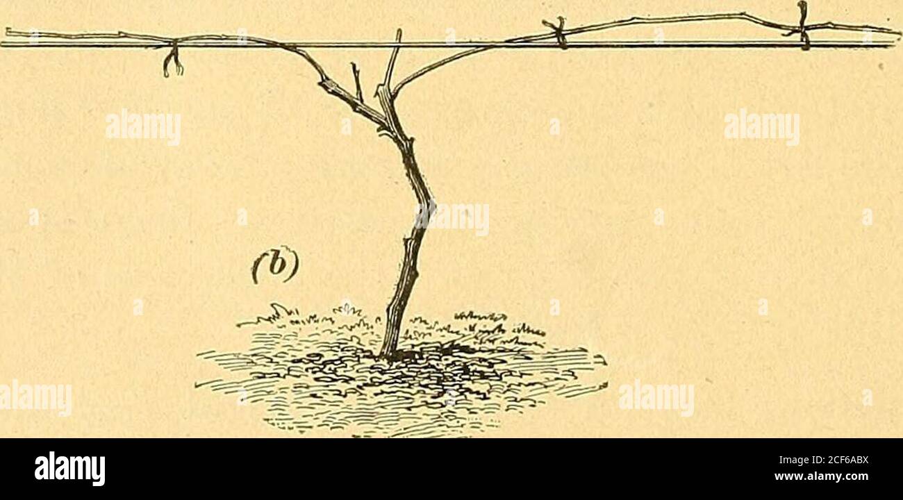 . [Fruit culture]. Fig. 14 36 § U GRAPE CULTURE 37 horizontally along ...
