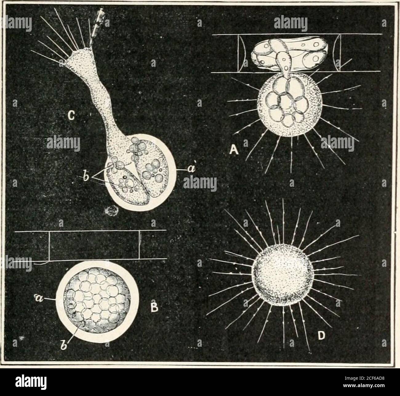 Pear shaped bodies hi-res stock photography and images - Alamy