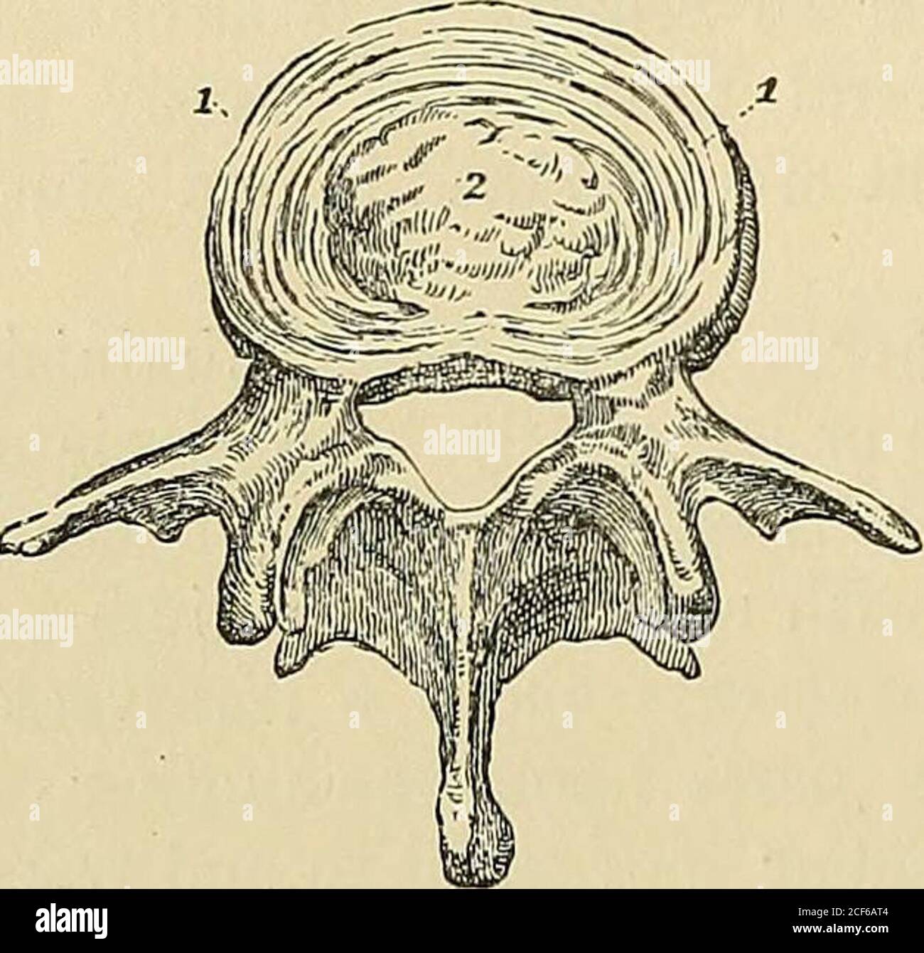 Vertebral Processes High Resolution Stock Photography and Images - Alamy