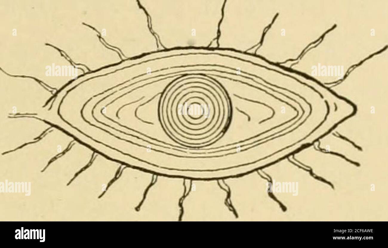 . Phallic worship : an outline of the worship of the generative organs ...