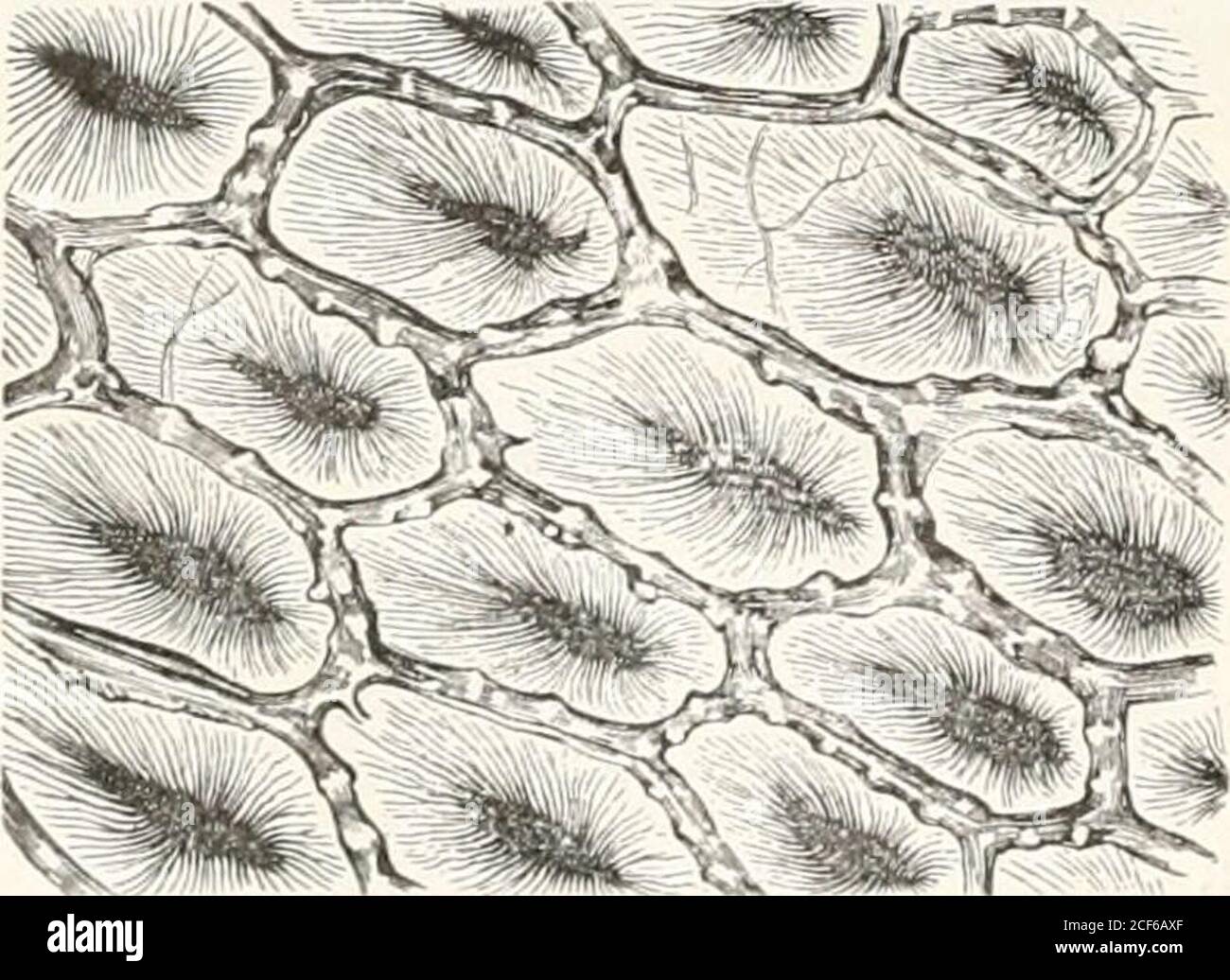 . The microscope and its revelations. ects : and theinterest of the ...