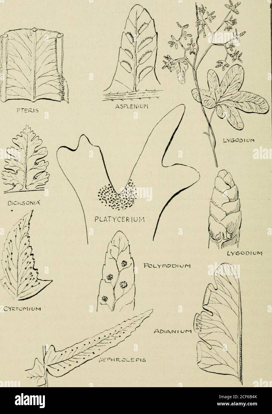 Aspidium capense hi-res stock photography and images - Alamy