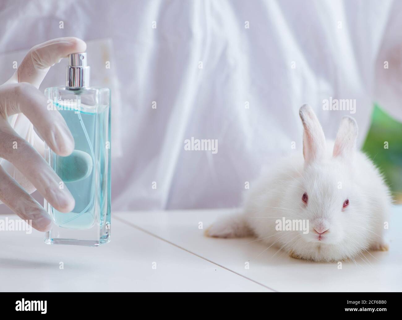 The white rabbit in scientific lab experiment Stock Photo - Alamy