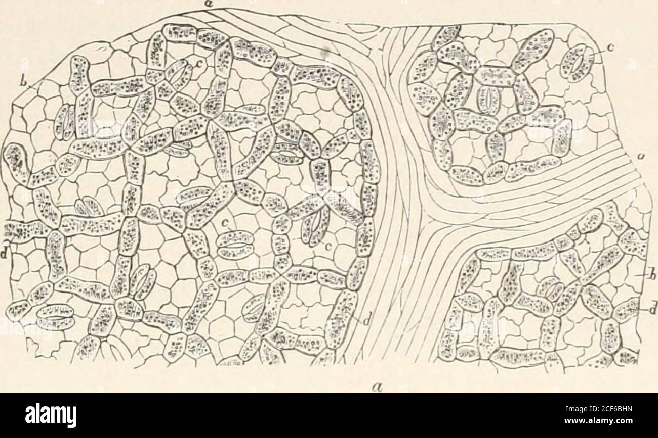 . The microscope and its revelations. shape of these cells is different ...