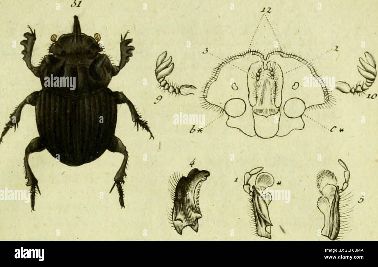 Tufis hi-res stock photography and images - Alamy