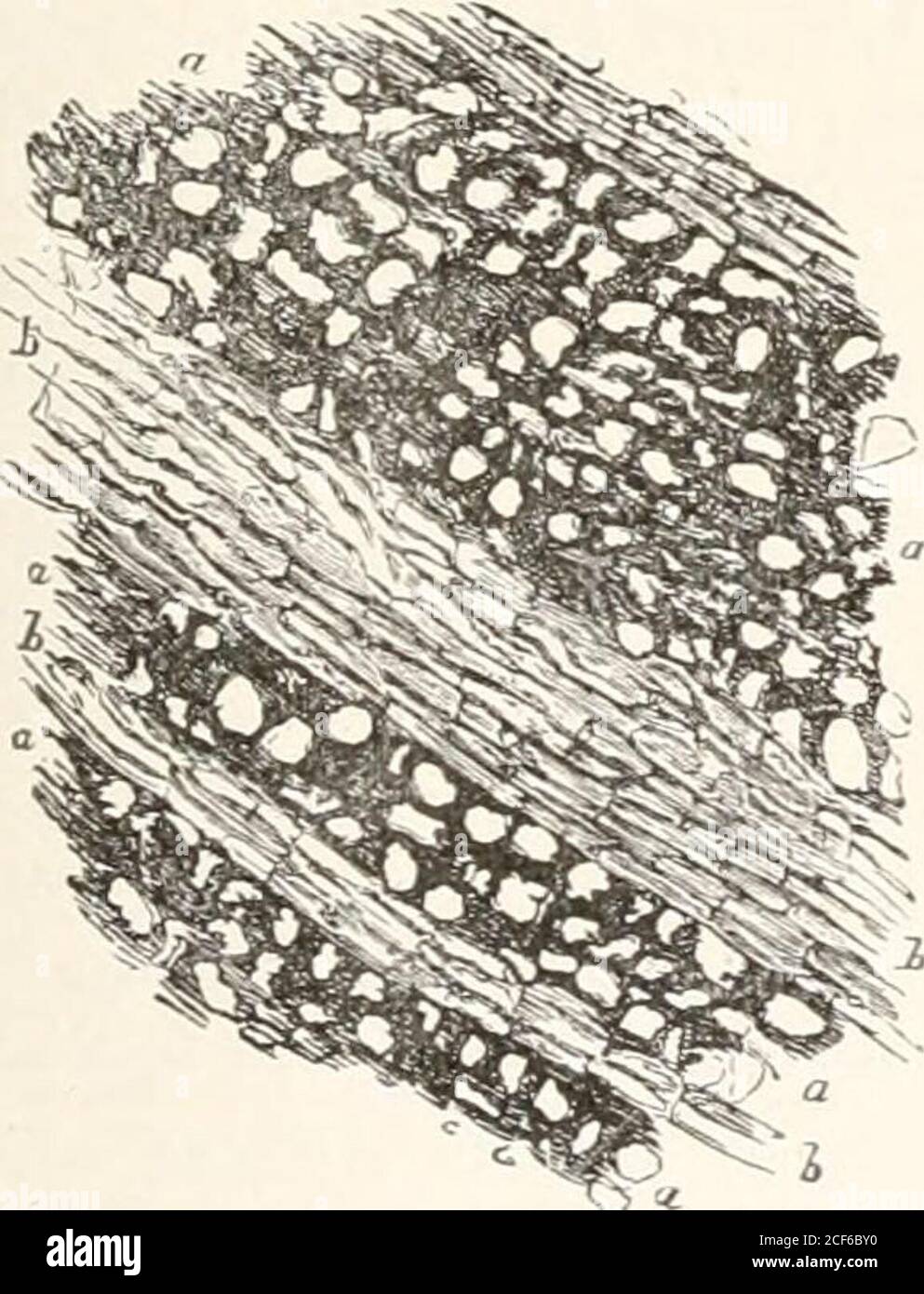 . The microscope and its revelations. Km. 550.—Transverse section of ...