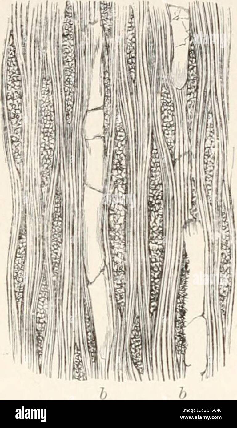 . The microscope and its revelations. Km. 550.—Transverse section of ...