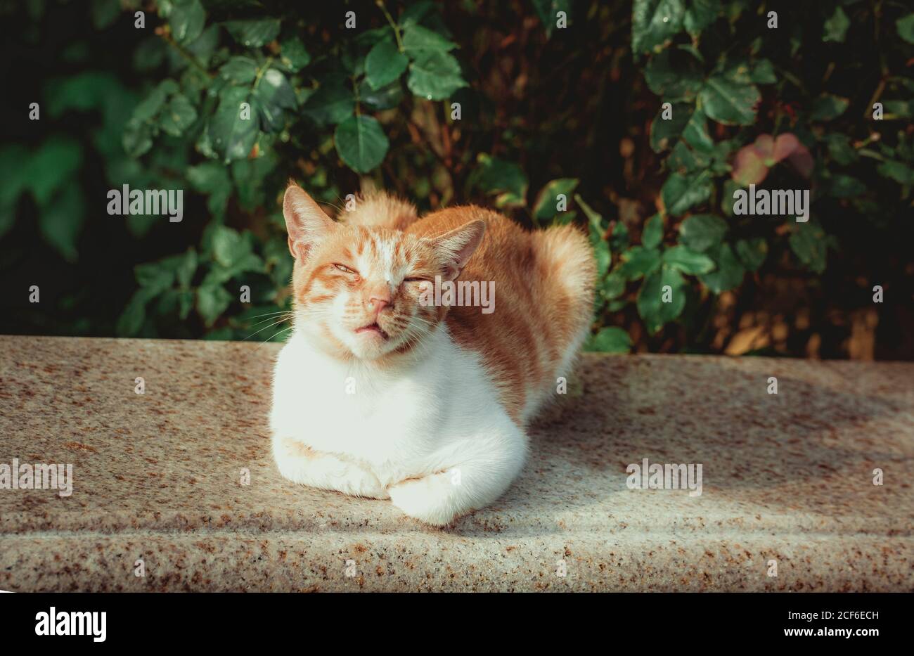 Orange stray big cat outdoors combing hair Stock Photo - Alamy
