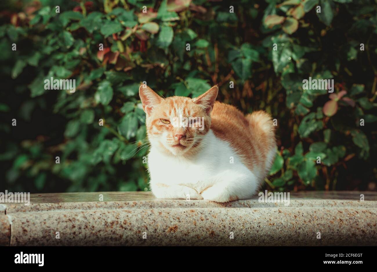 Orange stray big cat outdoors combing hair Stock Photo - Alamy