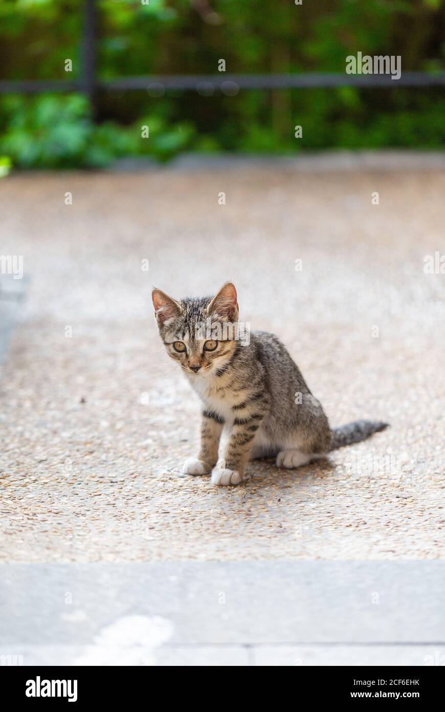 Close-up of cute kitten wandering on outdoor pavement Stock Photo - Alamy