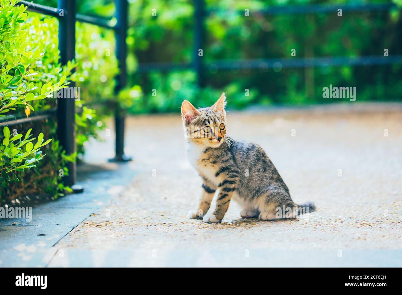 Shy kitten Chinese tabby cat behind the fence Stock Photo - Alamy