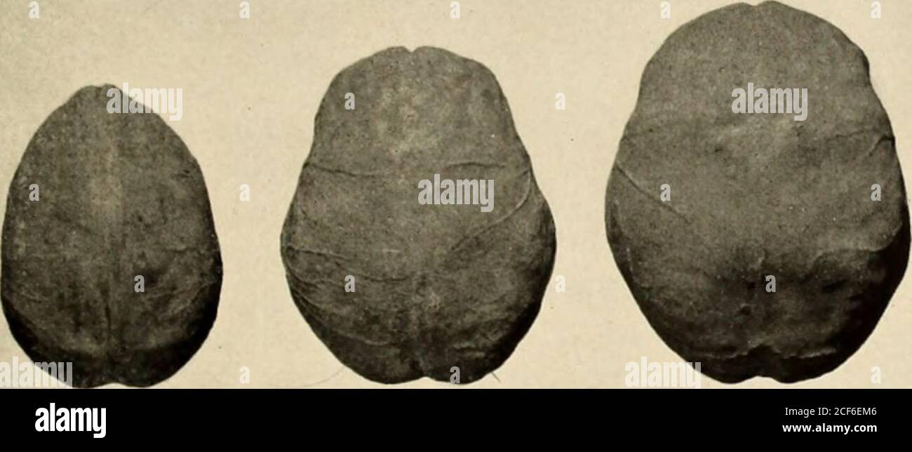 . Guide leaflet. RHODESIAK BOSKOP TYPE BUSH BANTU Fiji. 21. Four ...