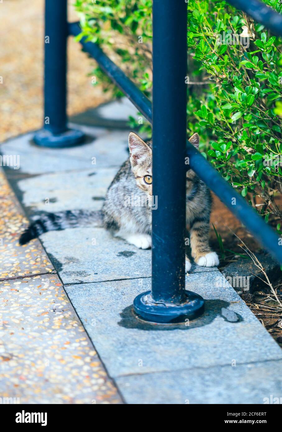 Shy kitten Chinese tabby cat behind the fence Stock Photo - Alamy
