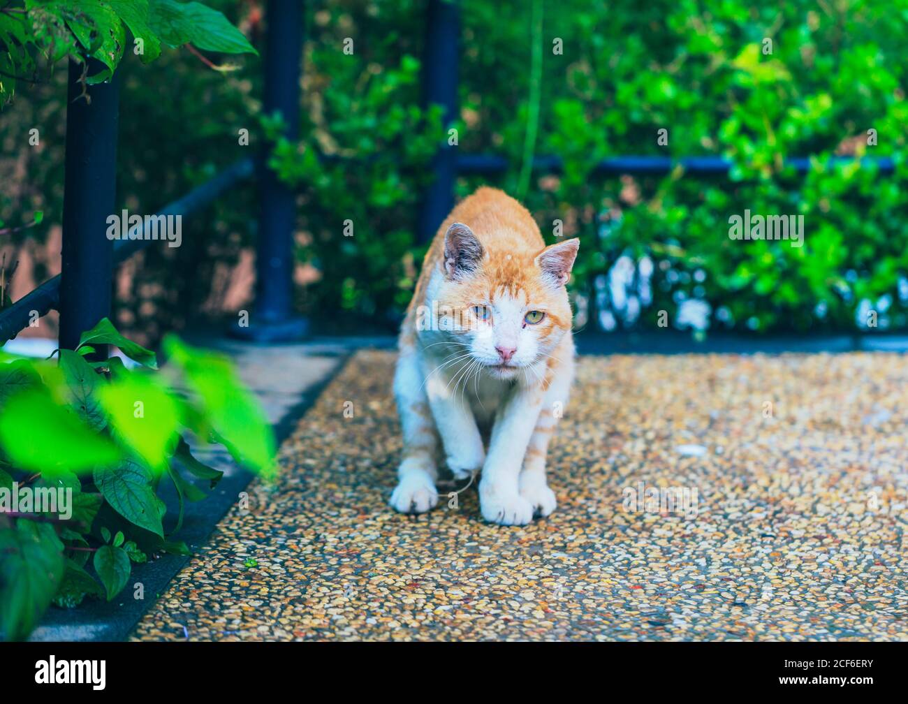 Shy tabby stray cat hi-res stock photography and images - Alamy