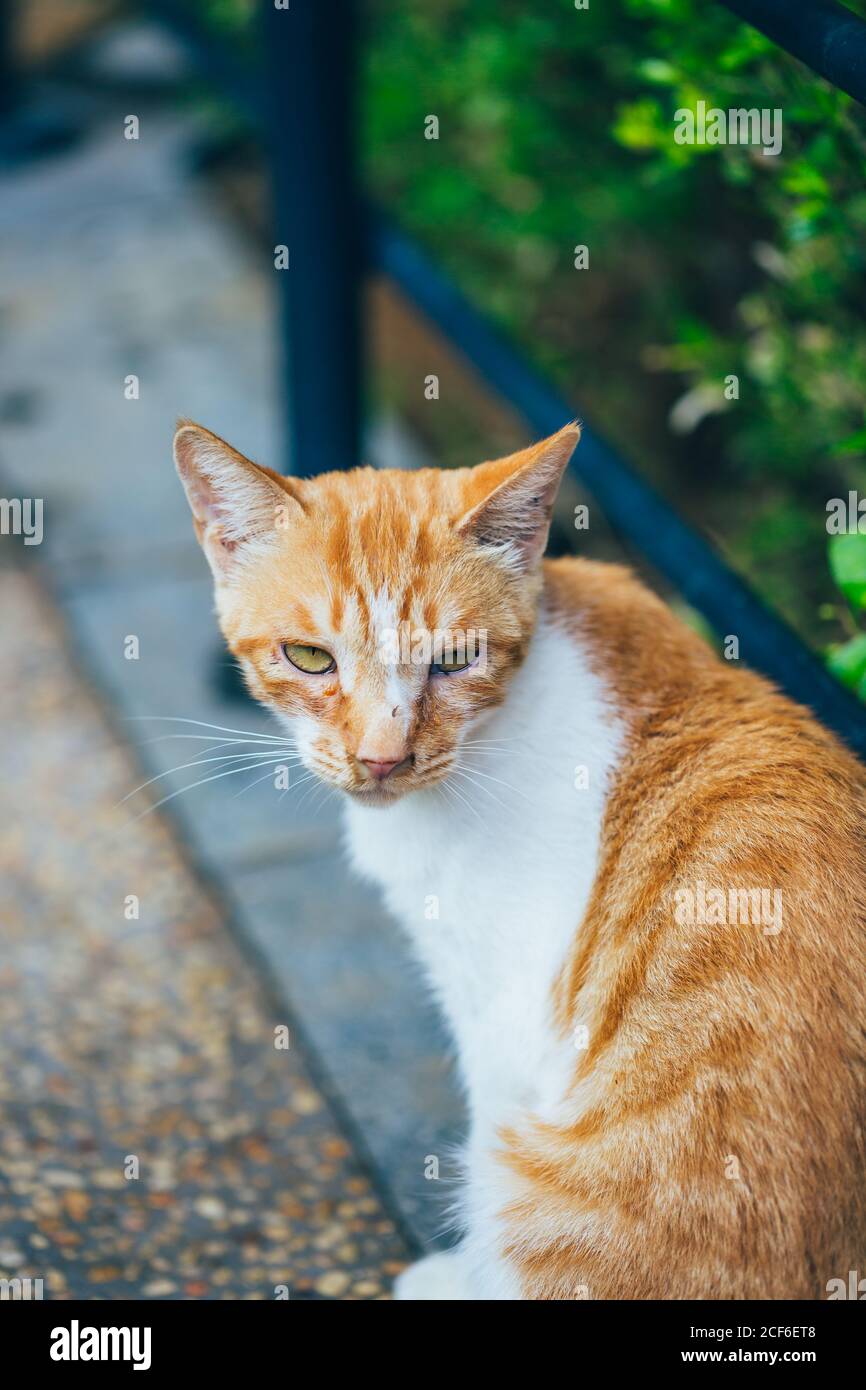 Orange stray big cat outdoors combing hair Stock Photo - Alamy
