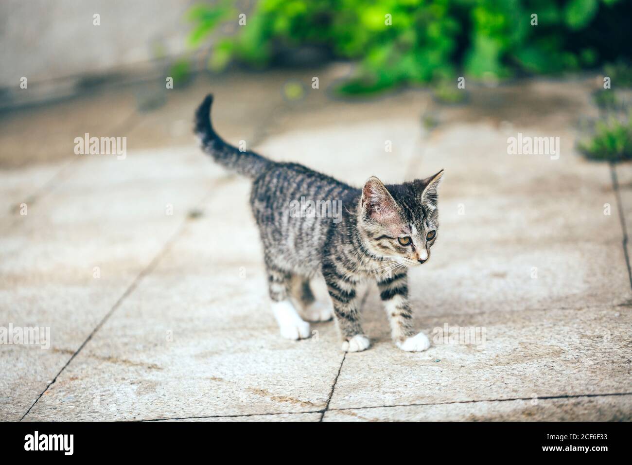Close-up of cute kitten wandering on outdoor pavement Stock Photo - Alamy