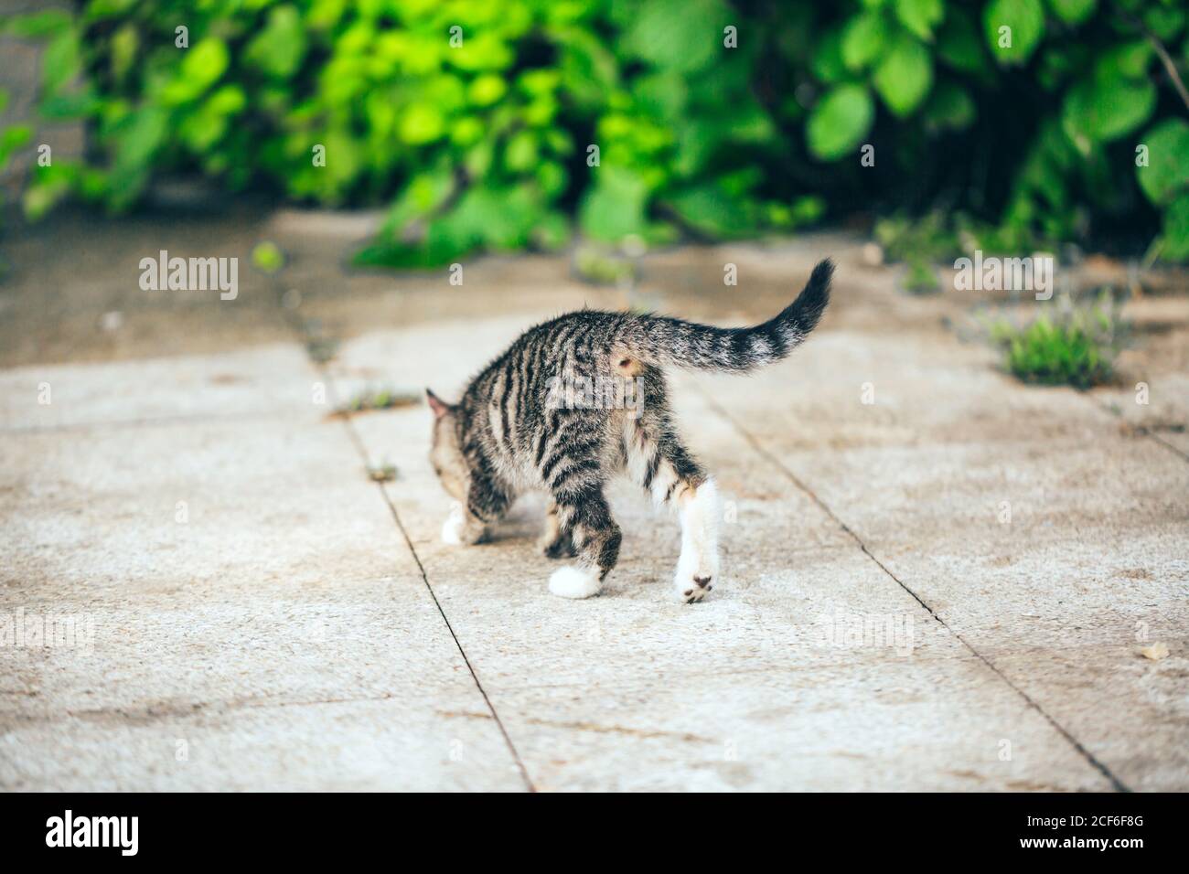 Close-up of cute kitten wandering on outdoor pavement Stock Photo - Alamy