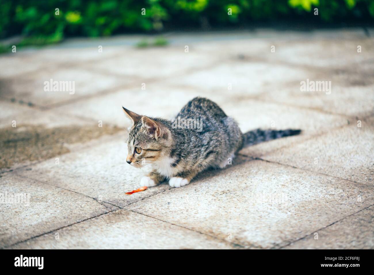 Close-up of cute kitten wandering on outdoor pavement Stock Photo - Alamy