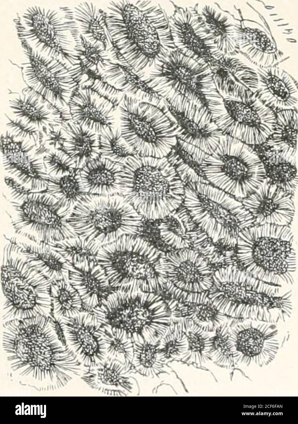 . The microscope and its revelations. FIG. 529.—Tissue of the testa or ...