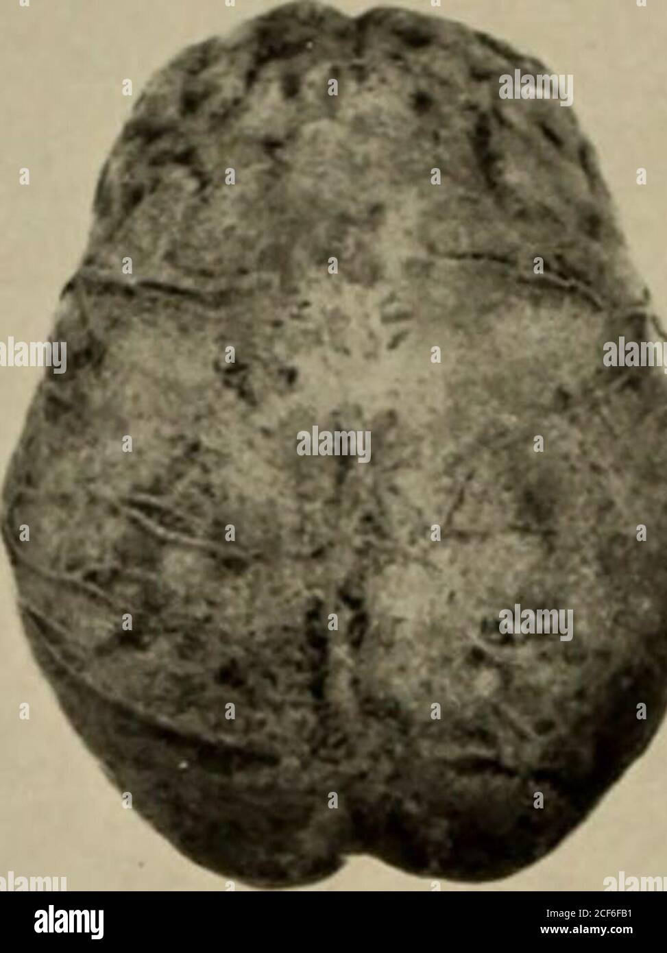 . Guide leaflet. form. Pithecanthropus and Eoanthropus asrestored bv ...