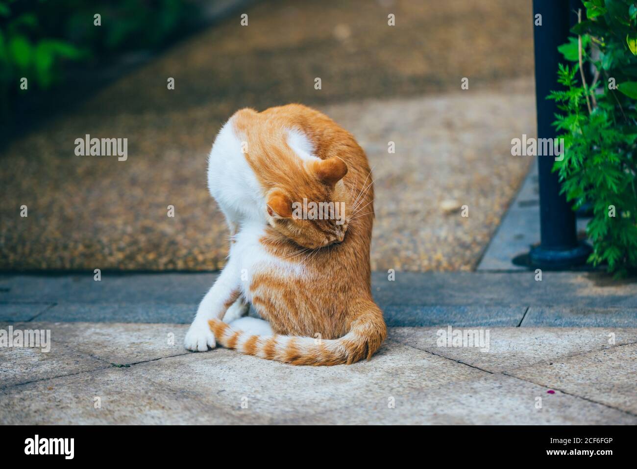 Orange stray big cat outdoors combing hair Stock Photo - Alamy