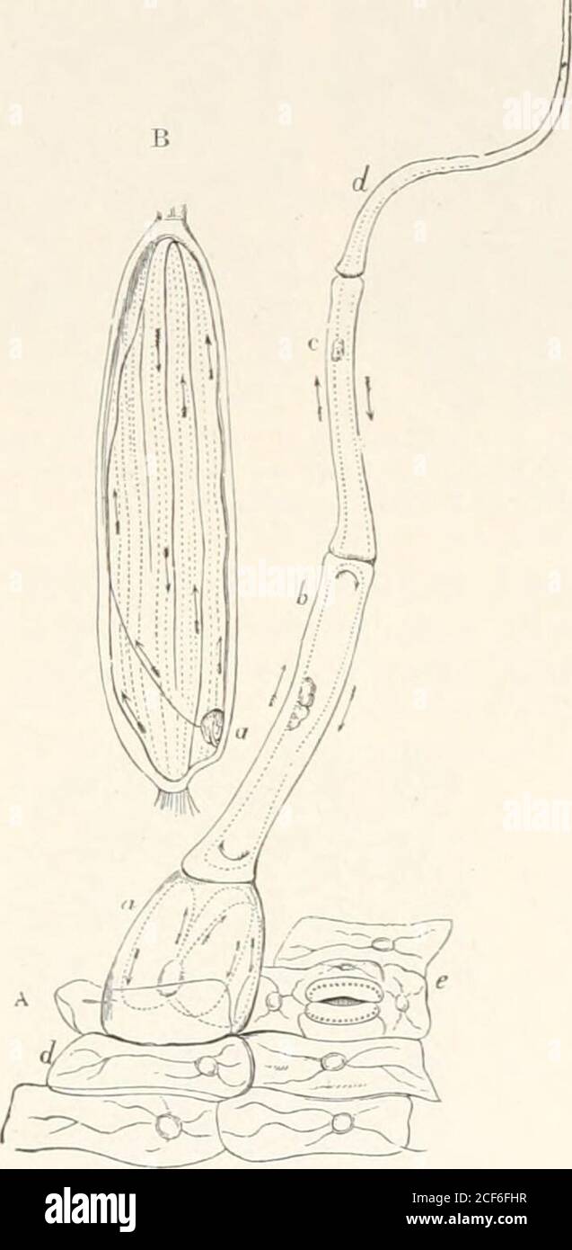Cyclosis hi-res stock photography and images - Alamy