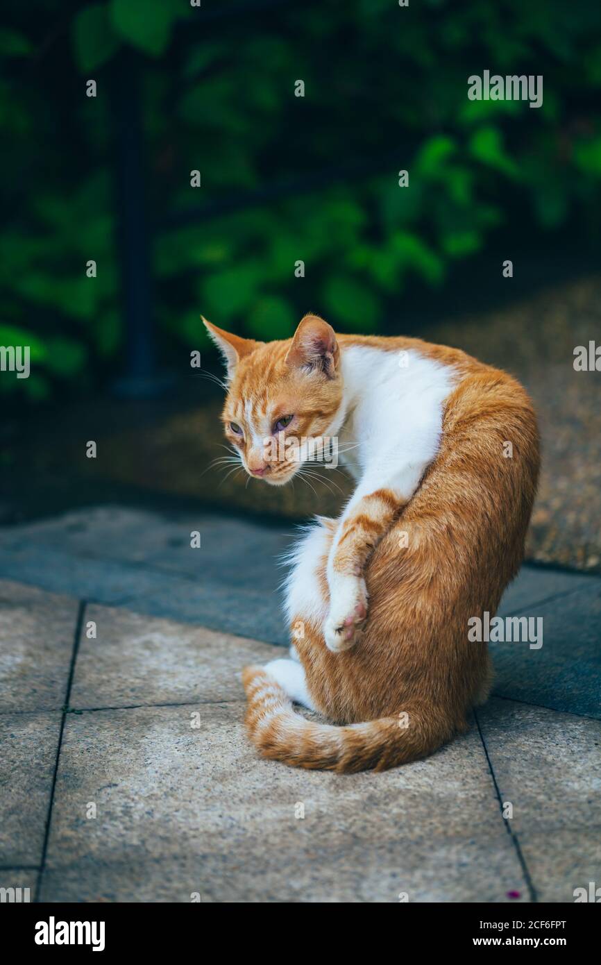 Shy tabby stray cat hi-res stock photography and images - Alamy