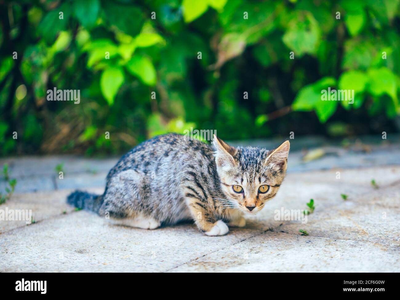 Close-up of cute kitten wandering on outdoor pavement Stock Photo - Alamy