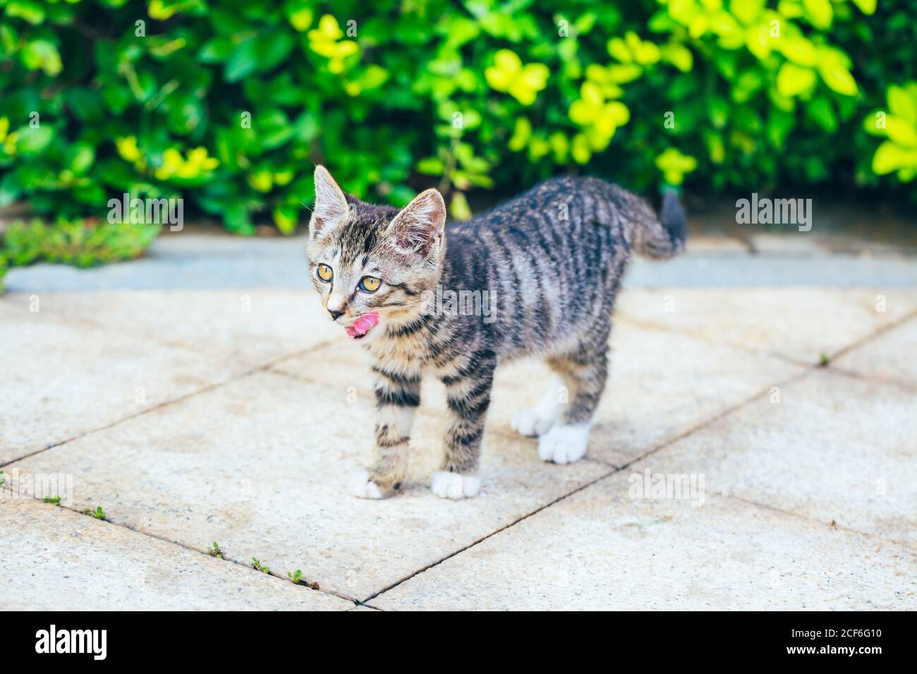 Close-up of cute kitten wandering on outdoor pavement Stock Photo - Alamy