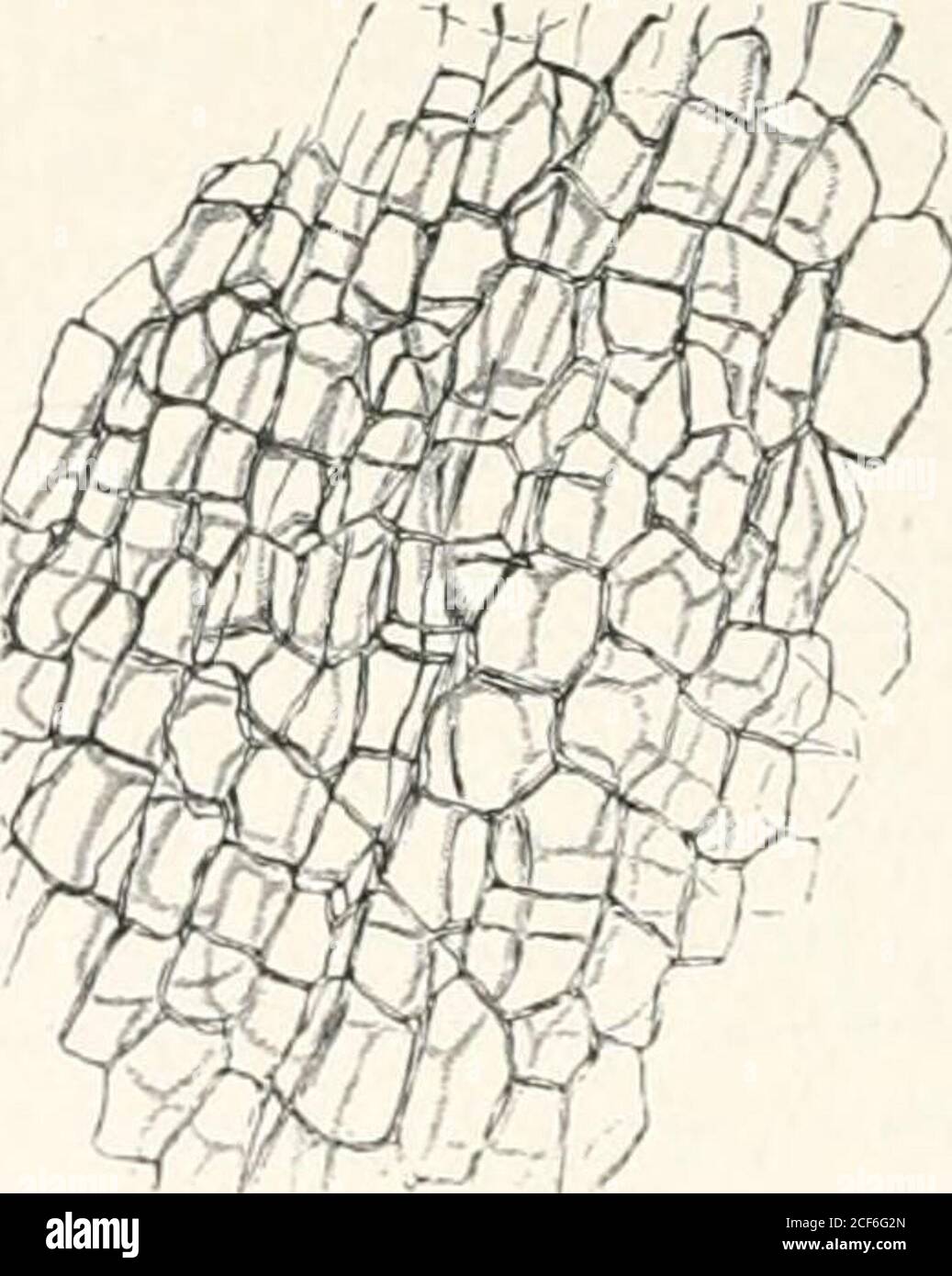 Rice stem microscope hi-res stock photography and images - Alamy