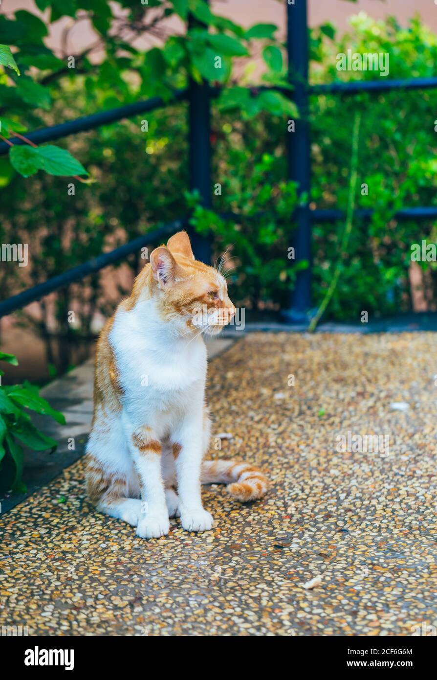 Shy kitten Chinese tabby cat behind the fence Stock Photo - Alamy