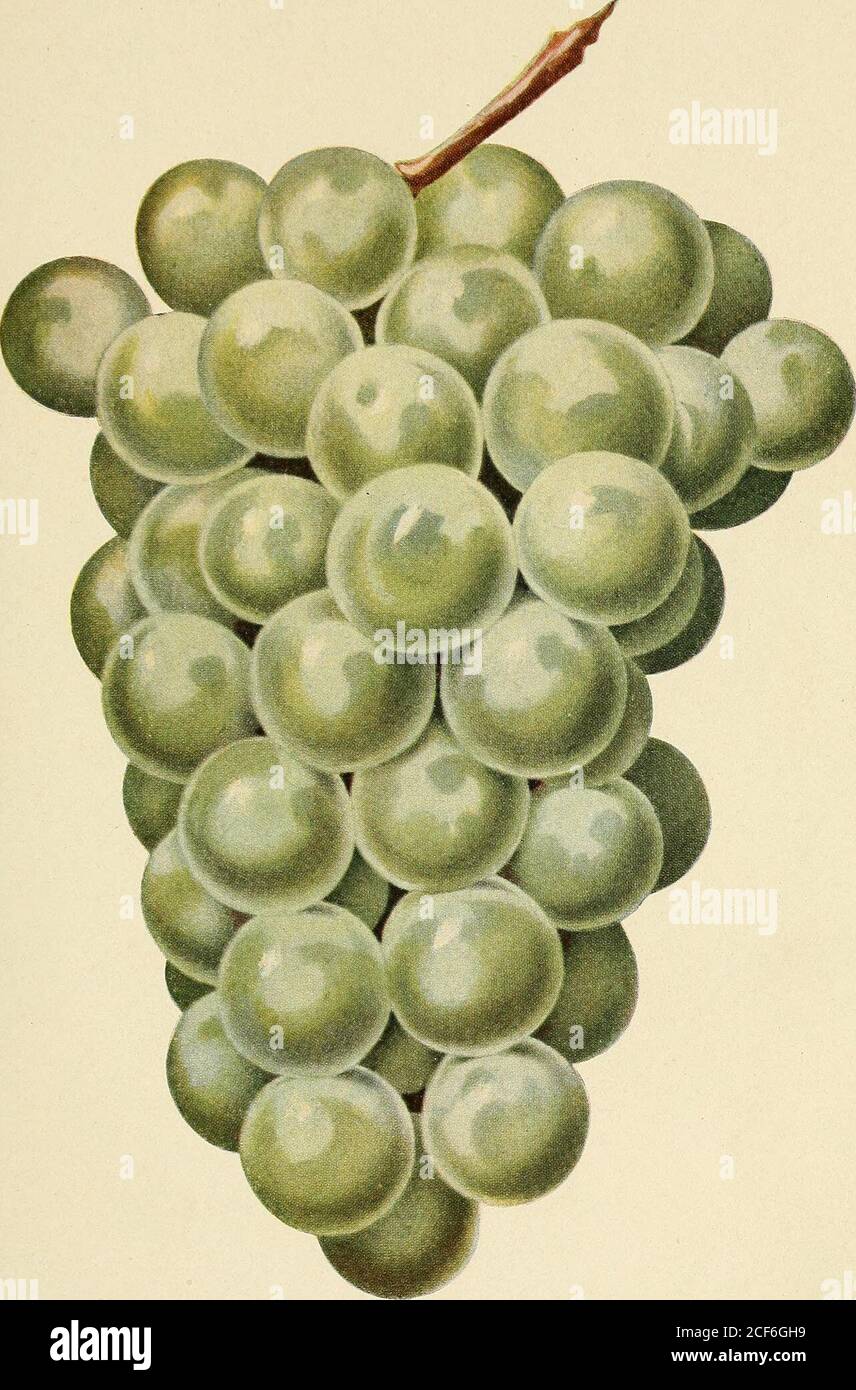 . [Fruit culture]. ale yellow color; the skin is thin, tender, and ...