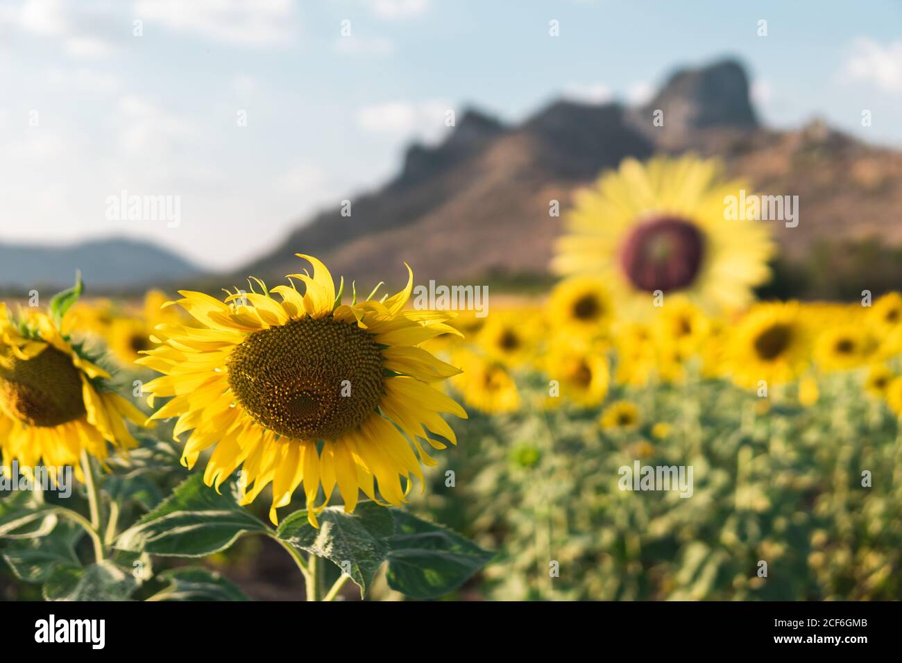 Sunflowers and grass hi-res stock photography and images - Alamy