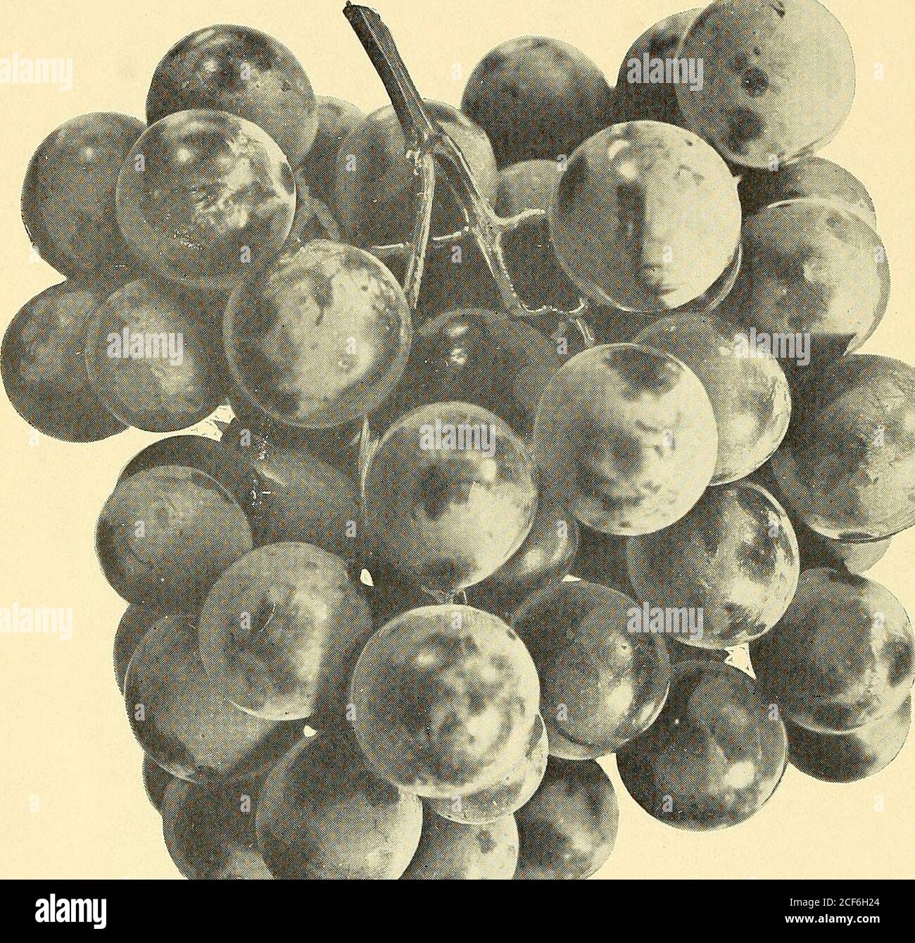 . [Fruit culture]. :•#•. 31 Fig. 22. Fig. 23 32 Stock Photo - Alamy