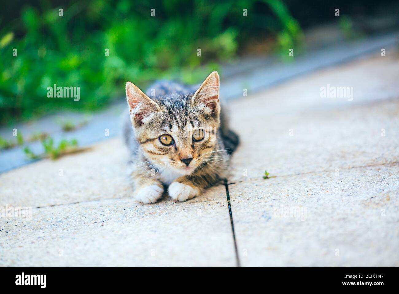 Close-up of cute kitten wandering on outdoor pavement Stock Photo - Alamy