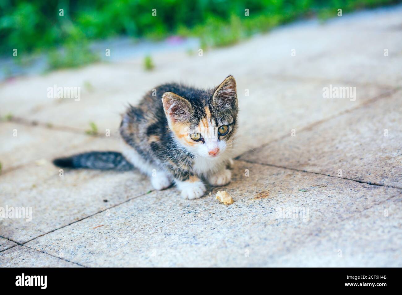Close-up of cute kitten wandering on outdoor pavement Stock Photo - Alamy
