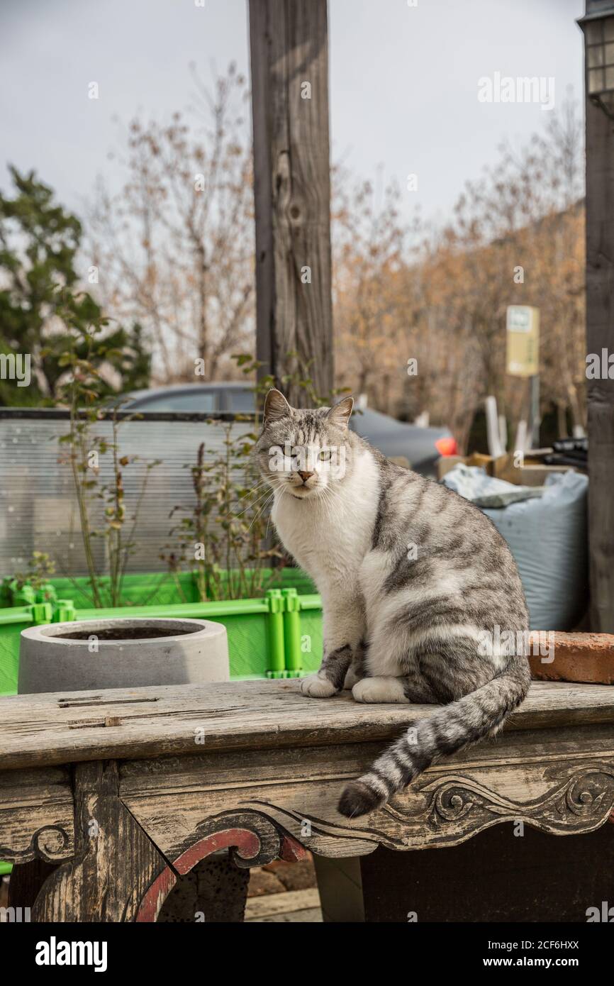 Outdoor squatting on the steps in the green leaves Stock Photo - Alamy