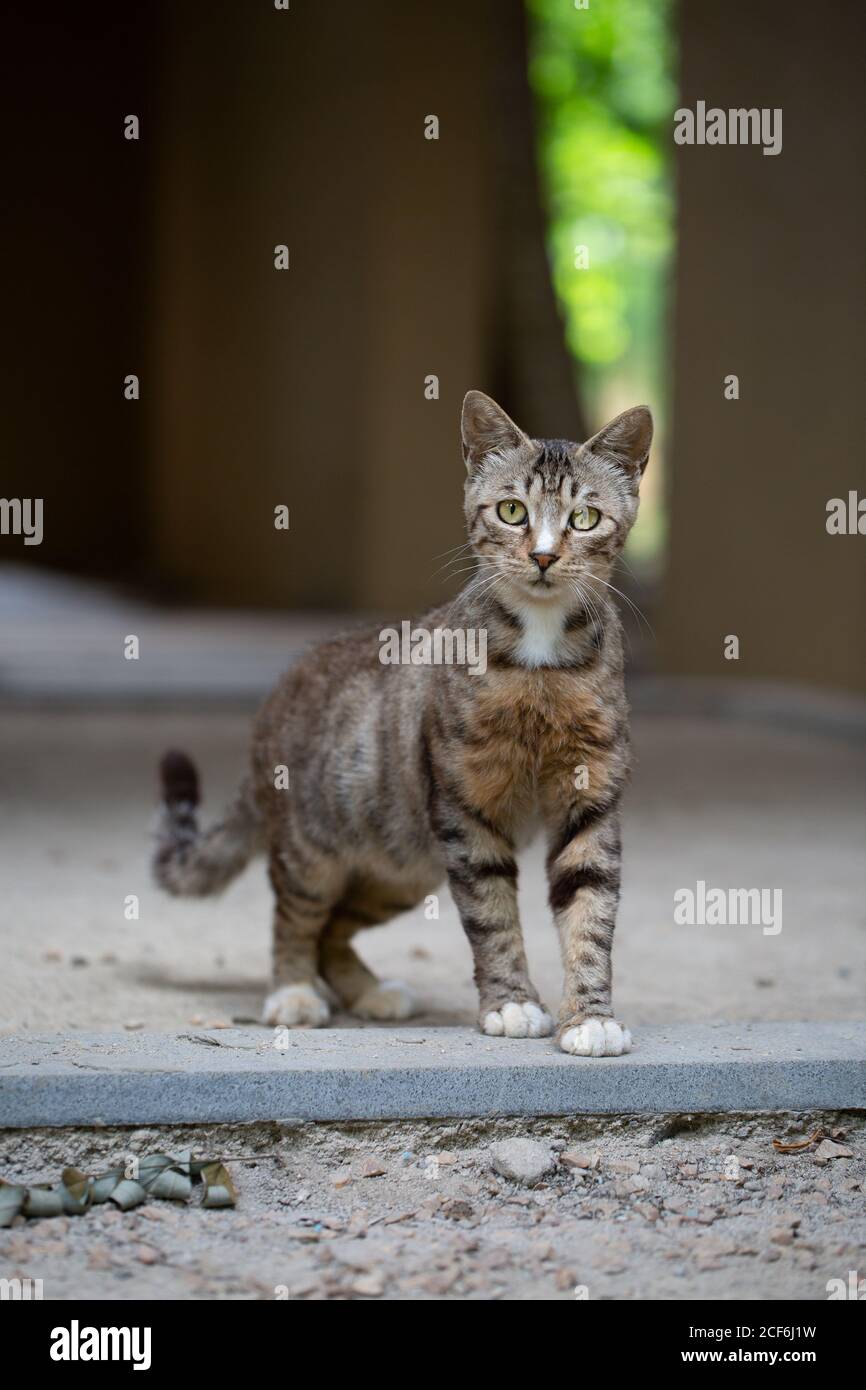 Close-up of cute kitten wandering on outdoor pavement Stock Photo - Alamy