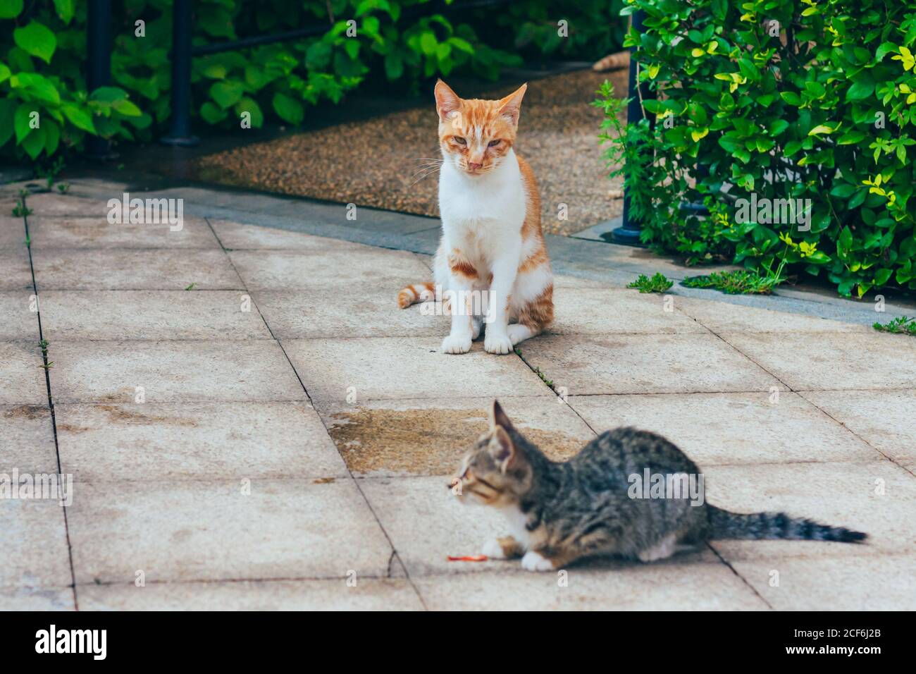 Close-up of cute kitten wandering on outdoor pavement Stock Photo - Alamy