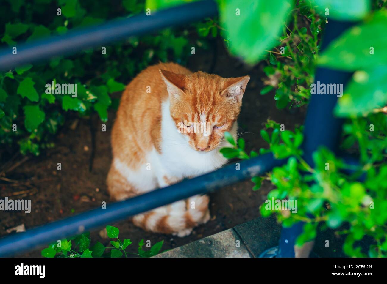 Orange stray big cat outdoors combing hair Stock Photo - Alamy