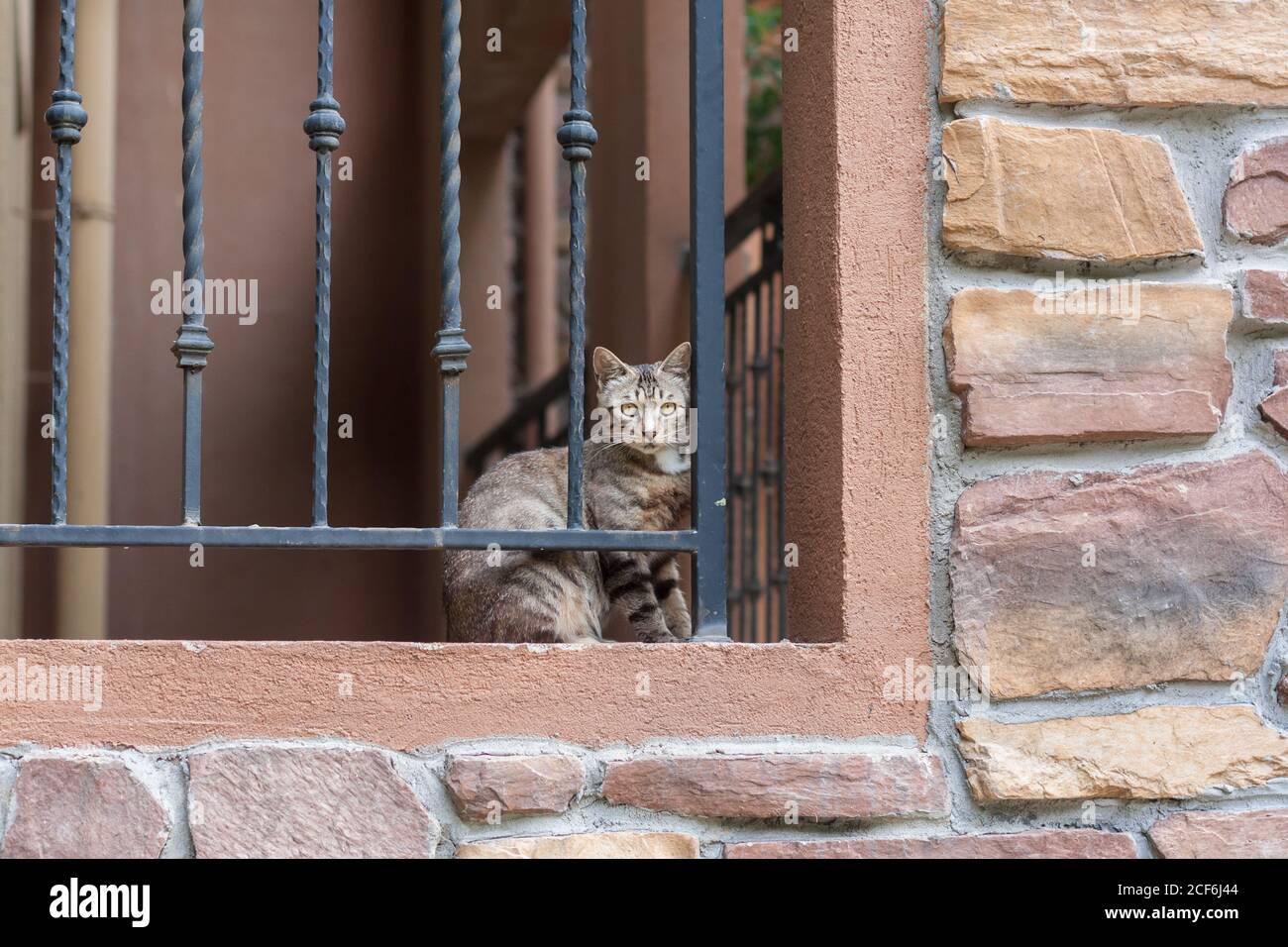 Shy kitten Chinese tabby cat behind the fence Stock Photo - Alamy