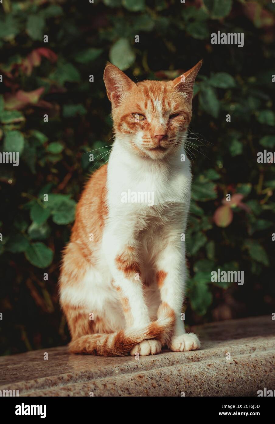 Orange stray big cat outdoors combing hair Stock Photo - Alamy