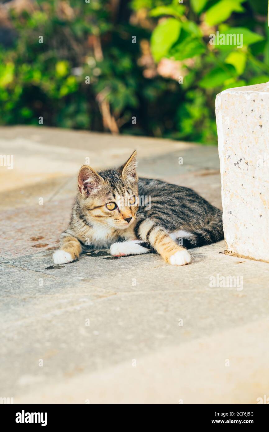 Close-up of cute kitten wandering on outdoor pavement Stock Photo - Alamy