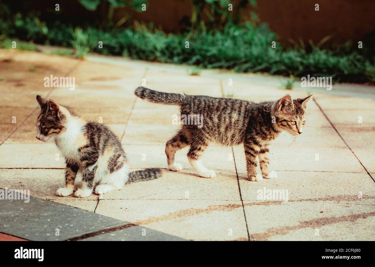 Close-up of cute kitten wandering on outdoor pavement Stock Photo - Alamy