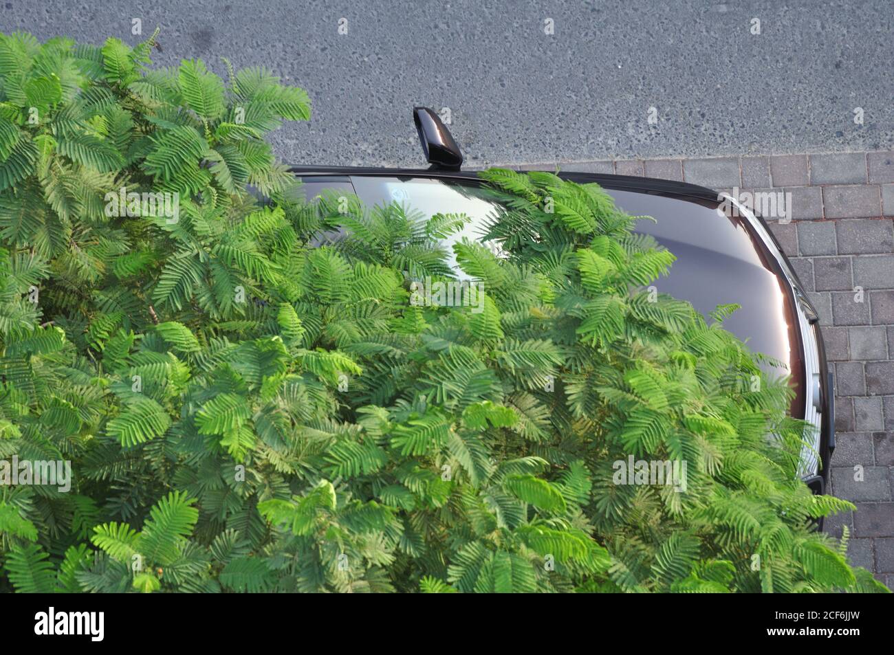 Car covered by tree shrub hi-res stock photography and images - Alamy