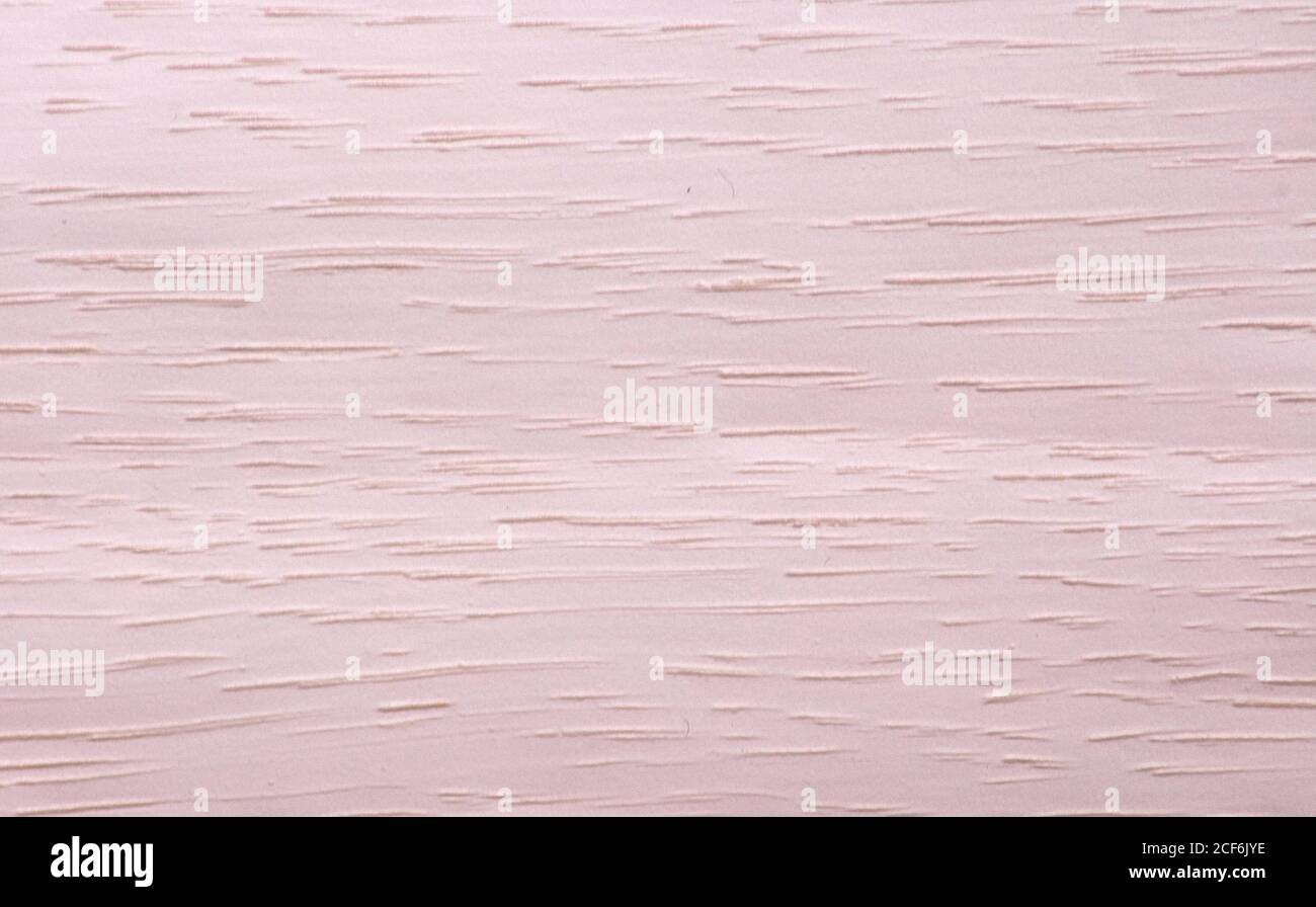 Light beech, texture of natural wood on a cut, close-up. Background ...