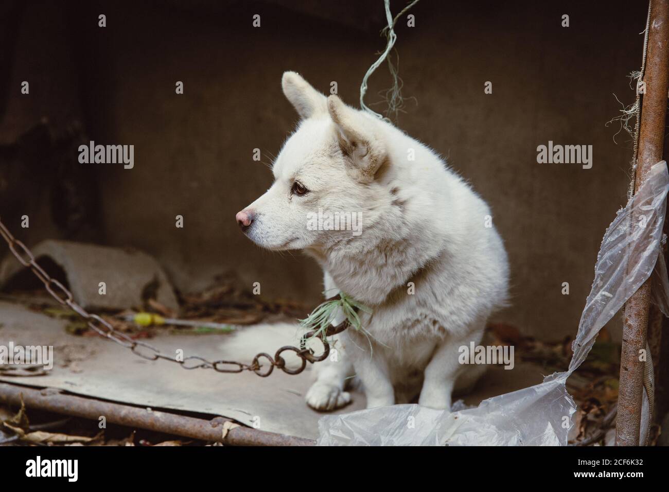 White guard puppy tied by iron chain outdoors Stock Photo - Alamy